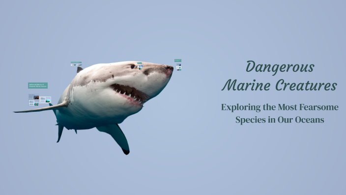 Dangerous Marine Creatures by aleks a on Prezi
