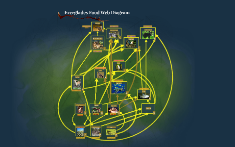 Everglades Food Web Diagram by David Larrabee on Prezi