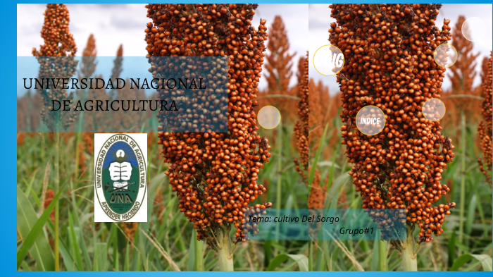 Nancy Colindres by nancy colindres on Prezi