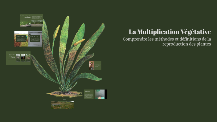 La Multiplication Végétative by selima taghouti on Prezi