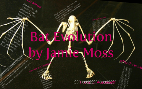 bat evolution by on Prezi