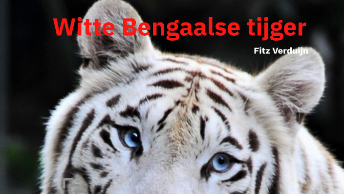 Witte Bengaalse tijger by Fitz Verduijn on Prezi