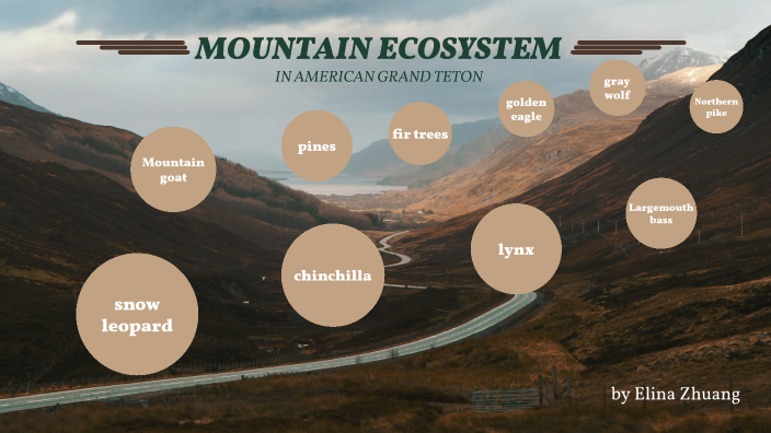 Mountain Ecosystem by Angela 庄