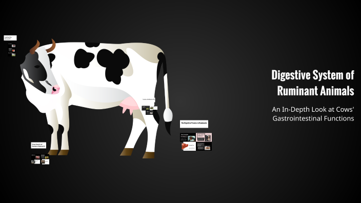Digestive System of Ruminant Animals by Cynthia Rivas on Prezi