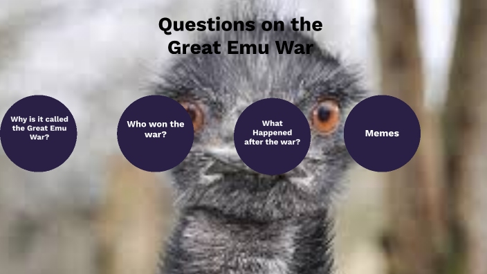 Emu War Questions by Matteo Stryshak on Prezi