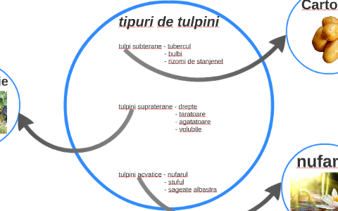 tipuri de tulpini by chivu cristian on Prezi