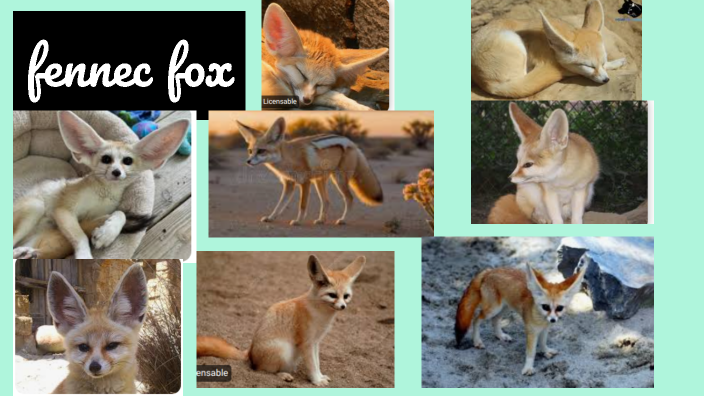 by SYDNEY HATTOX-GOLAS on Prezi