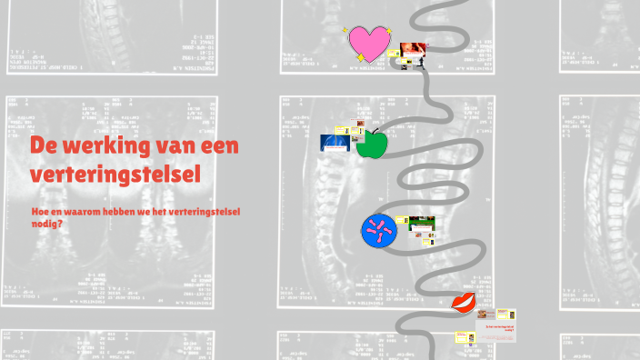 De werking van een verteringstelsel by Leone Hoekstra on Prezi
