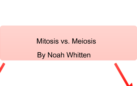 Mitosis vs. Meiosis by noah whitten on Prezi