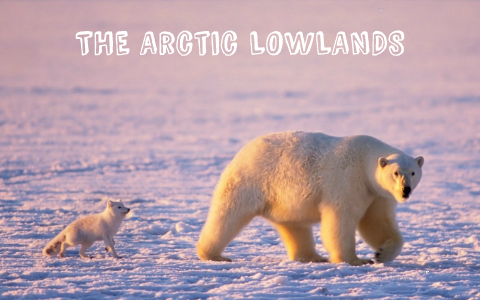 Arctic lowlands by Sobia Mahmood on Prezi