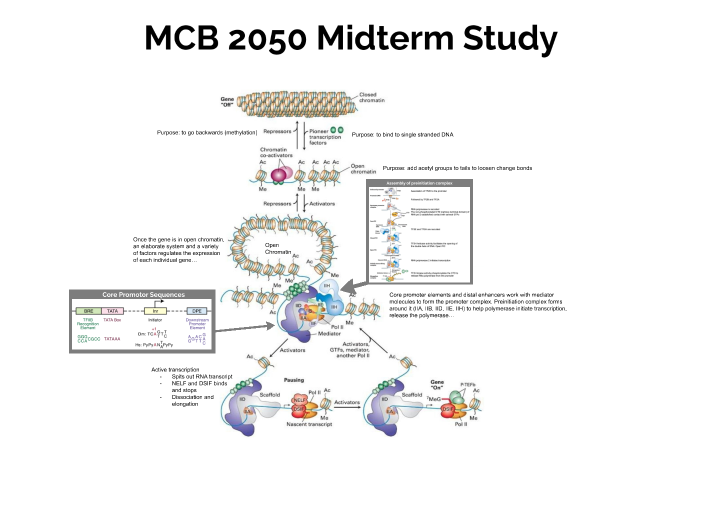 MCB 2050 by Zoe Peev on Prezi