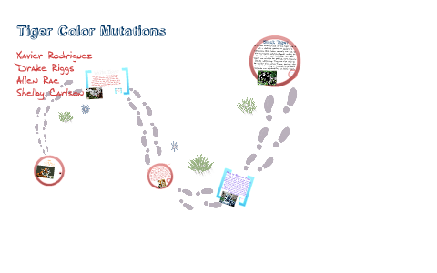 Tiger Color Mutations by Shelby Carlson on Prezi