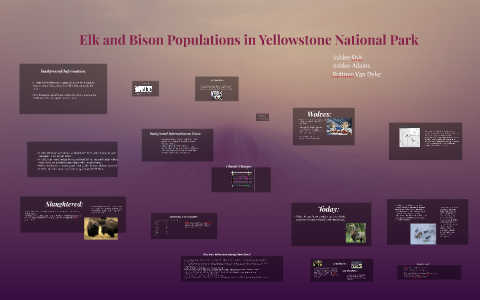Elk and Bison Populations in Yellowstone National Park by Ashlee Adams ...