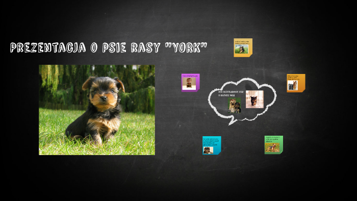 Prezentacja o psie rasy "YORK" by Michał Gruska on Prezi