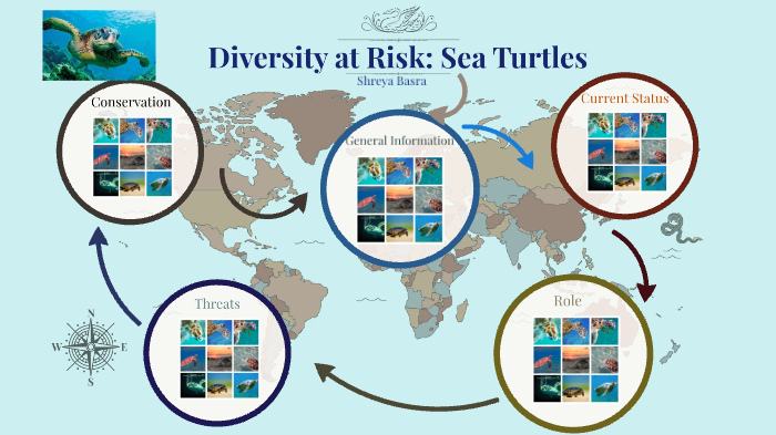 Diversity at Risk: Sea Turtles by Shreya B on Prezi
