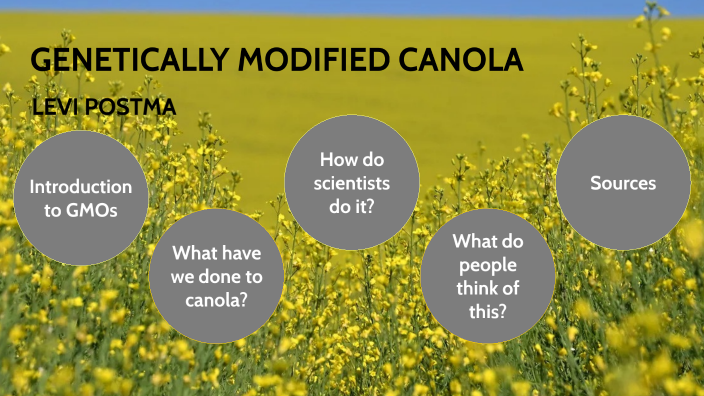 GENETICALLY MODIFIED CANOLA by Levi Postma on Prezi