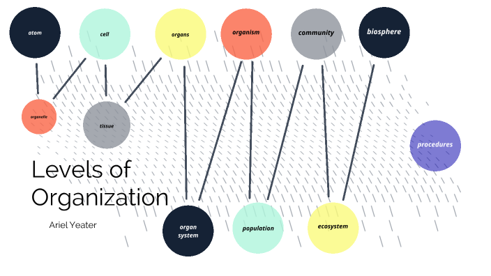 1.2 Levels of Organization Presentation by Ariel Yeater [STUDENT]