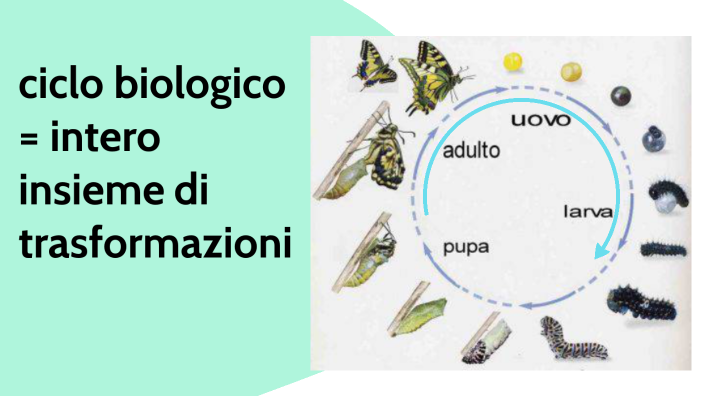 Ciclo biologico by elisa formica on Prezi