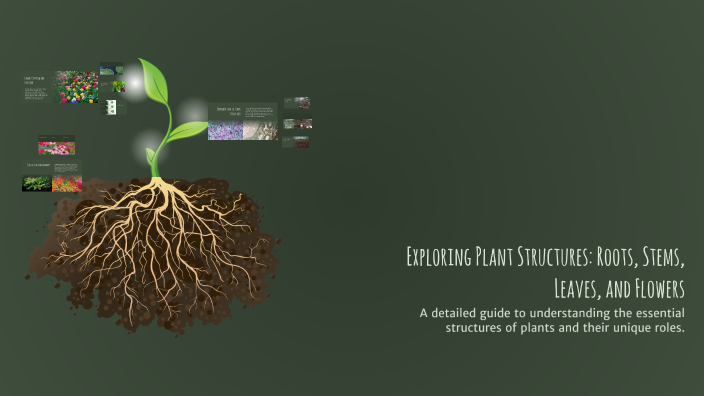 Exploring Plant Structures: Roots, Stems, Leaves, and Flowers by Brooke ...