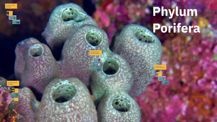 Phylum Porifera by Ian Boatright on Prezi
