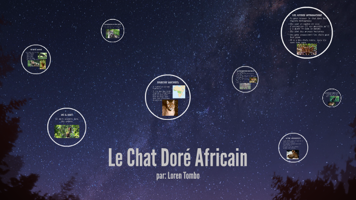 Le Chat Doré Africain by Loren Tombo