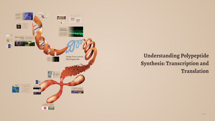 Understanding Polypeptide Synthesis: Transcription and Translation by ...