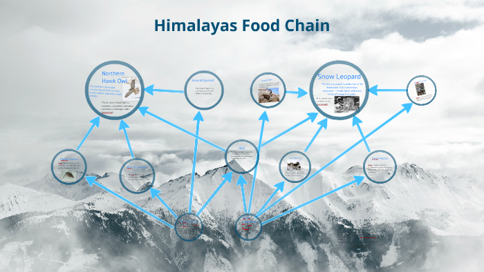 Food Web of the Himalayas by John McCoy on Prezi
