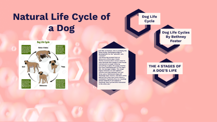 Natural Life Cycle of a Dog by Thea Lamban on Prezi