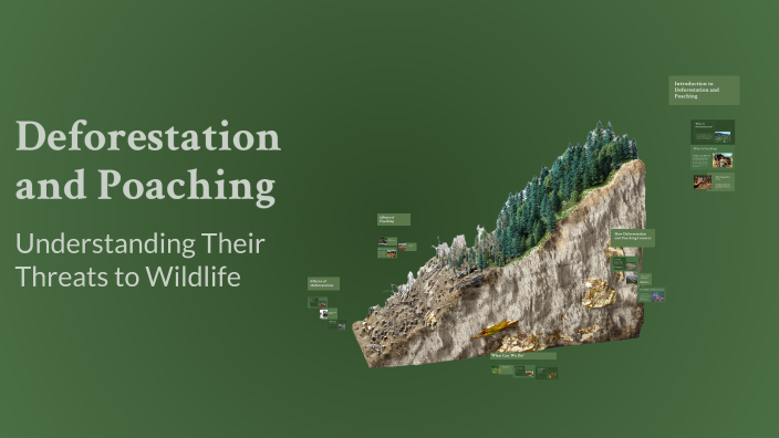 Deforestation and Poaching by Andrea Reynaud on Prezi