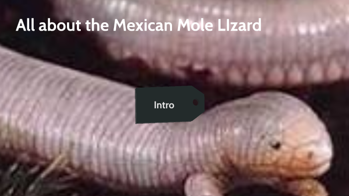 My Mexican Mole Lizard by Landon Howard on Prezi