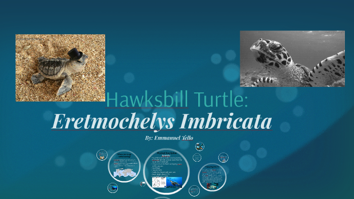 Hawksbill Turtle by Emmanuel Tello on Prezi