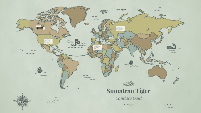 Sumatran Tiger by Candace Gold on Prezi