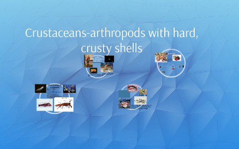 Crustaceans-arthropods with hard, crusty shells by lynne weimer on Prezi