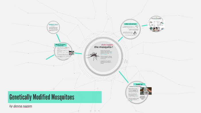Genetically Modified Mosquitoes by Denna Nazem on Prezi