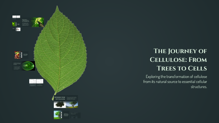 The Journey of Cellulose: From Trees to Cells by Gissel Casas on Prezi