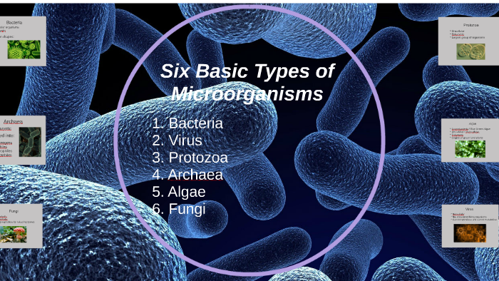 Six Basic Types of Microorganisms by bennie doloiras on Prezi