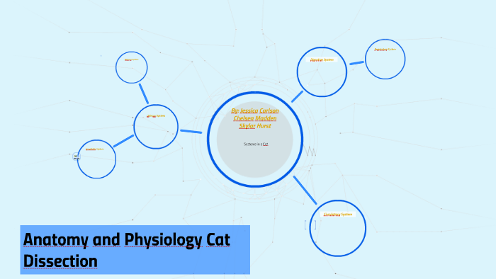 Anatomy and Physiology Cat Dissection by Jessica Carlson on Prezi