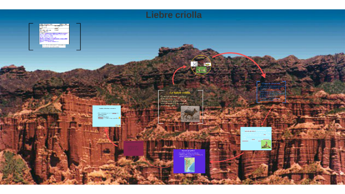 liebre criolla by Andrea Martinez on Prezi