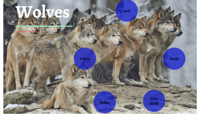 Wolves by Sandra Santiago on Prezi