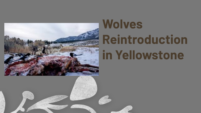 Wolves Reintroduction in Yellowstone by Ashley Valdez on Prezi