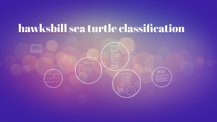 hawksbill sea turtle classification by niauna roberts on Prezi