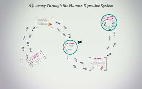 A Journey Through the Human Digestive System by Monica Morgan on Prezi