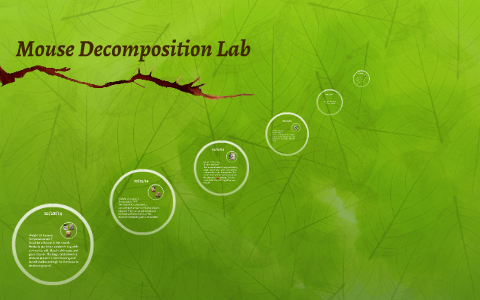 Mouse Decomposition Lab by Leah Parrish on Prezi