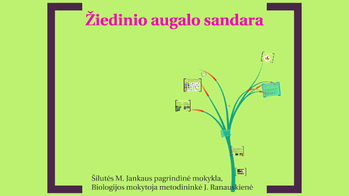 Žiedinio augalo sandara by Jovita Ranau on Prezi