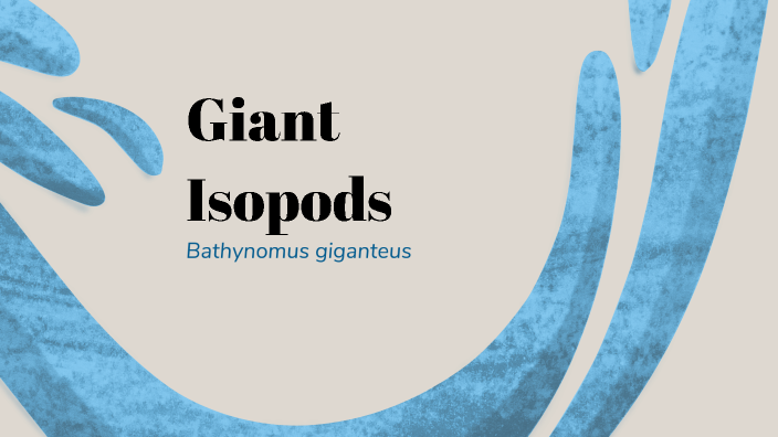 Deep Sea Adaptations by Alara Johnson on Prezi