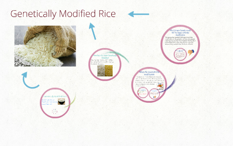 Genetically Modified Rice by Amoya walker on Prezi