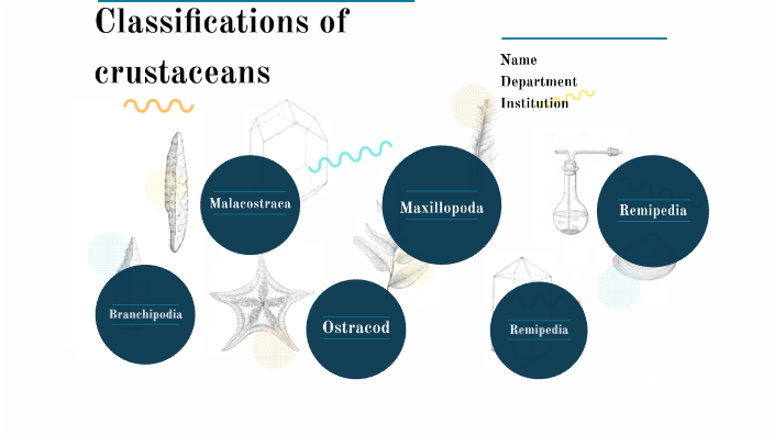 Classes Of Crustations by Charlie Gray on Prezi