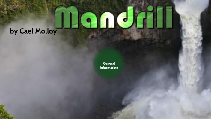 blue butt monkey by Ania Shawver on Prezi