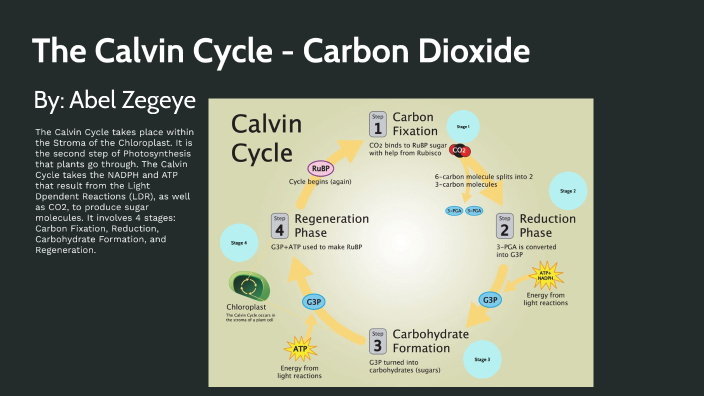 The Calvin Cycle by Abel Zegeye on Prezi