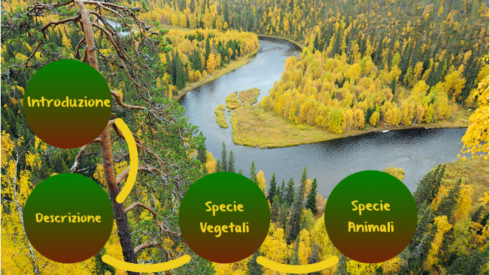 foresta boreale by christian paparini on Prezi